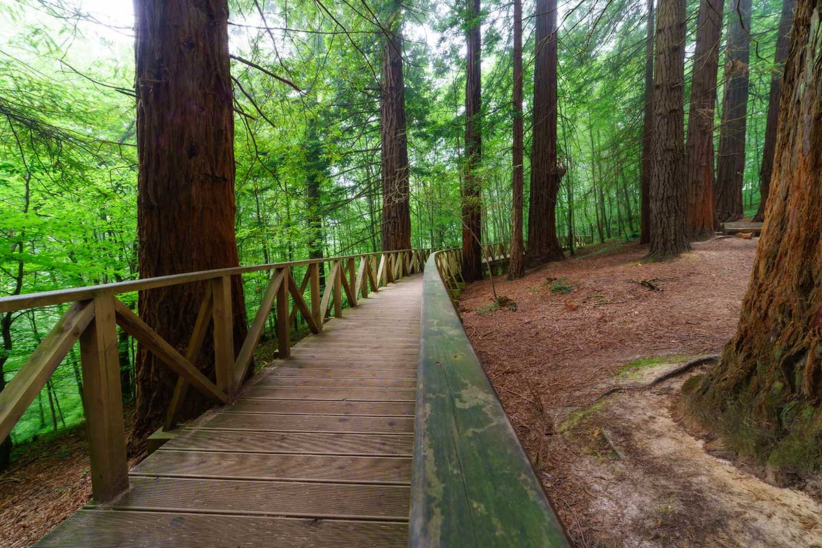 Descubre los Mejores Bosques de Secuoyas de España